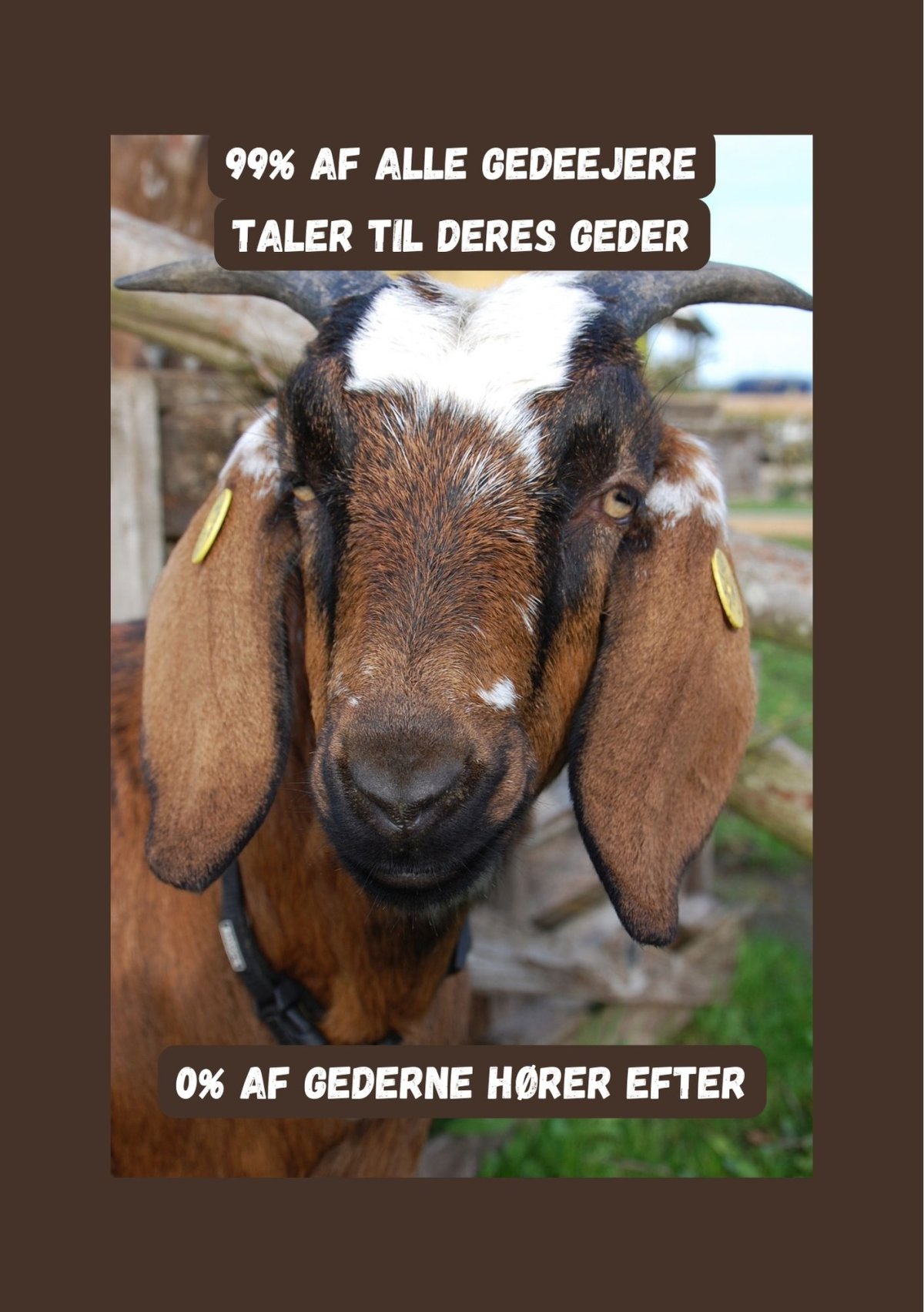 Skilt: 99% af alle gedeejere taler til deres geder (Nubisk)