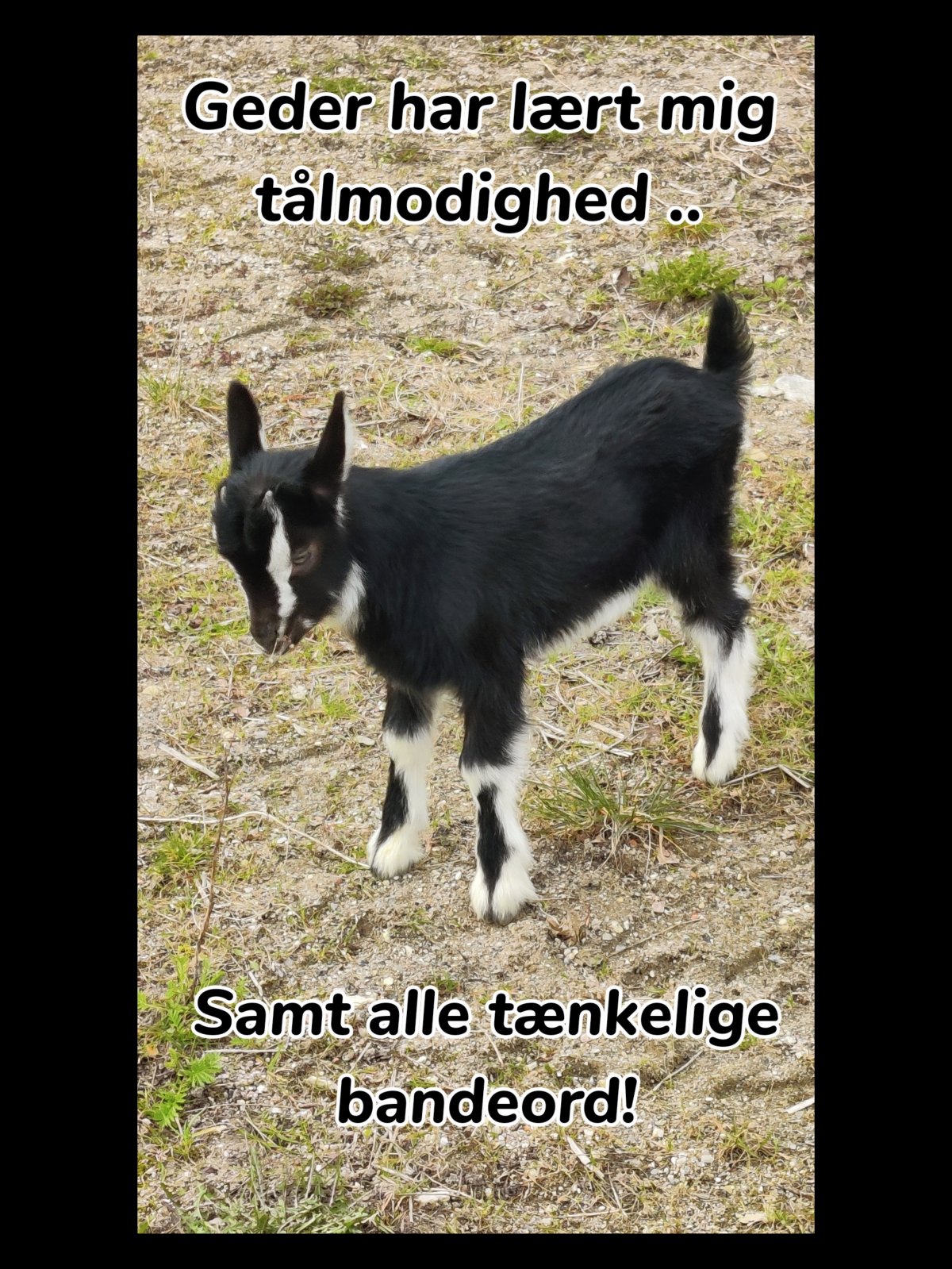 Skilt: Geder har lært mig tålmodighed - Skilte - Farm og Natur