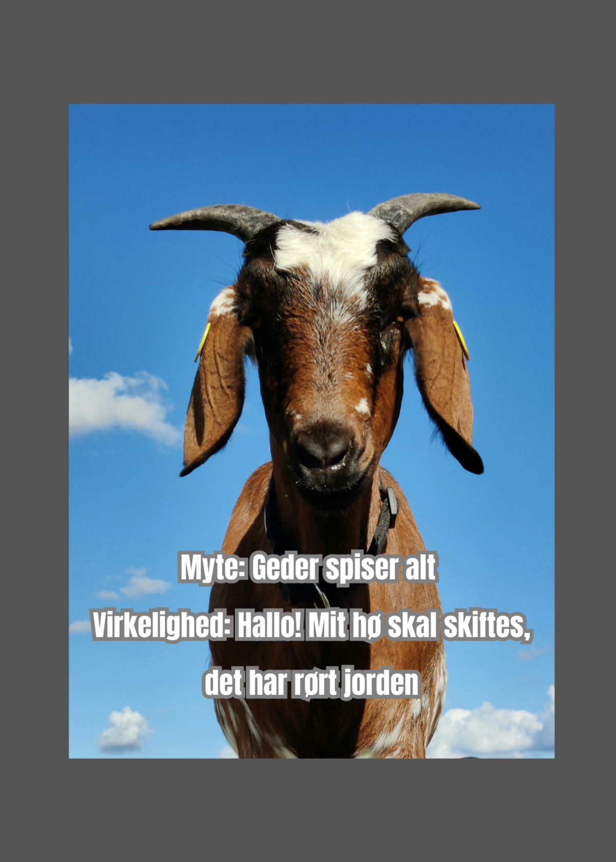 Skilt: Myte: Geder spiser alt / Skilt med motiv af en ged (nubisk ...